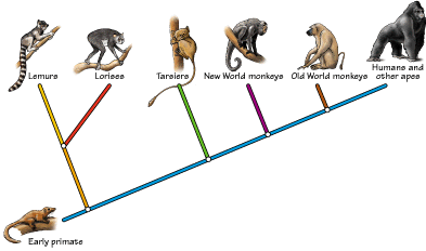 Evolution ­ Review Guide